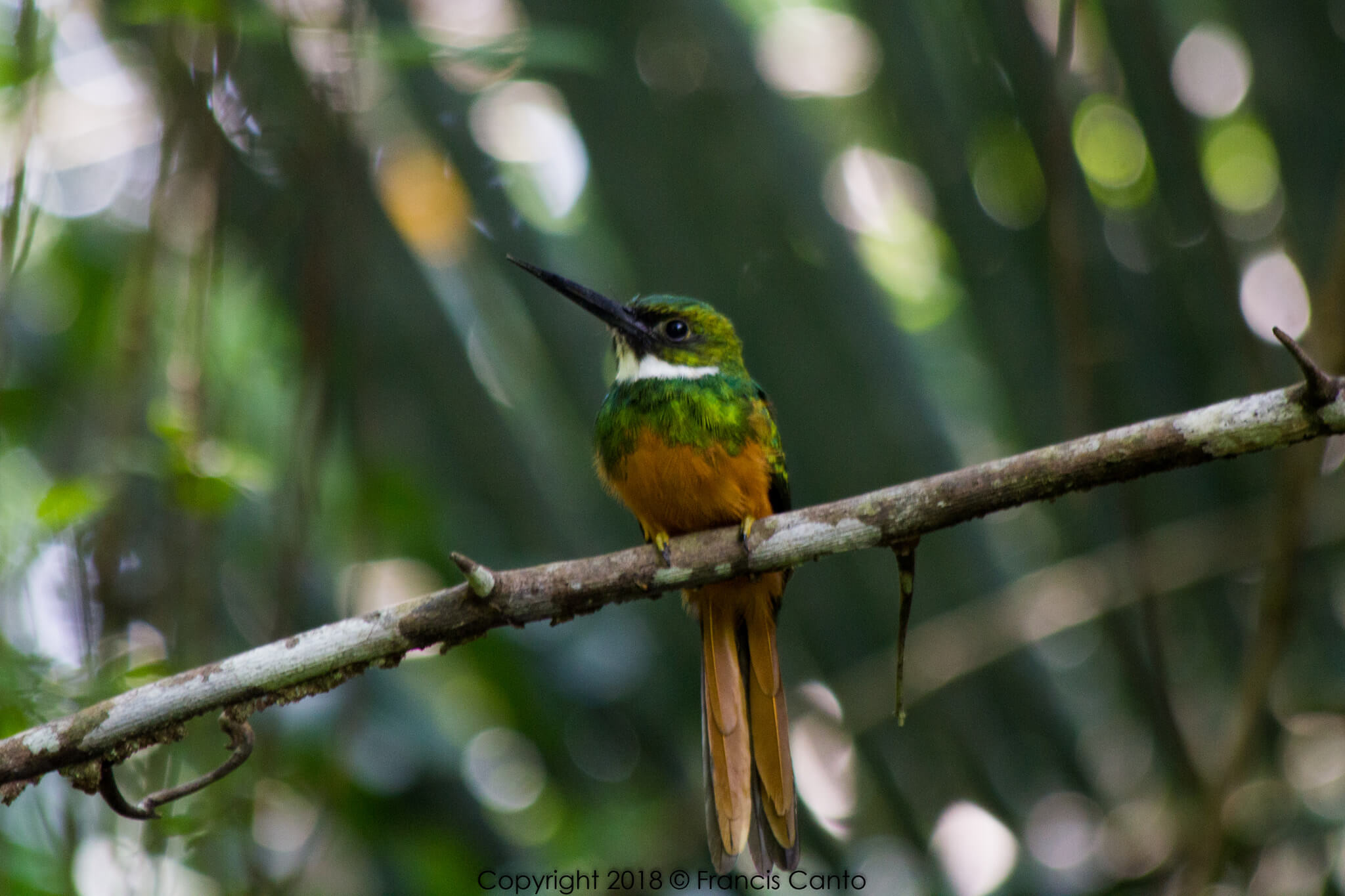 Birding in Belize is an Amazing Experience! - Tasha Lamb Travel